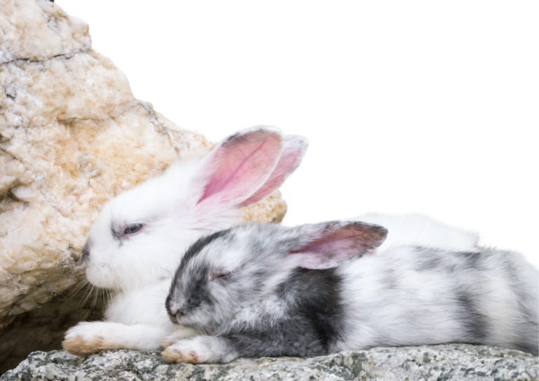 Kuidas aidata küülikuid kuuma ilmaga? – Rõõmsad Hüpped – Küülikute ...